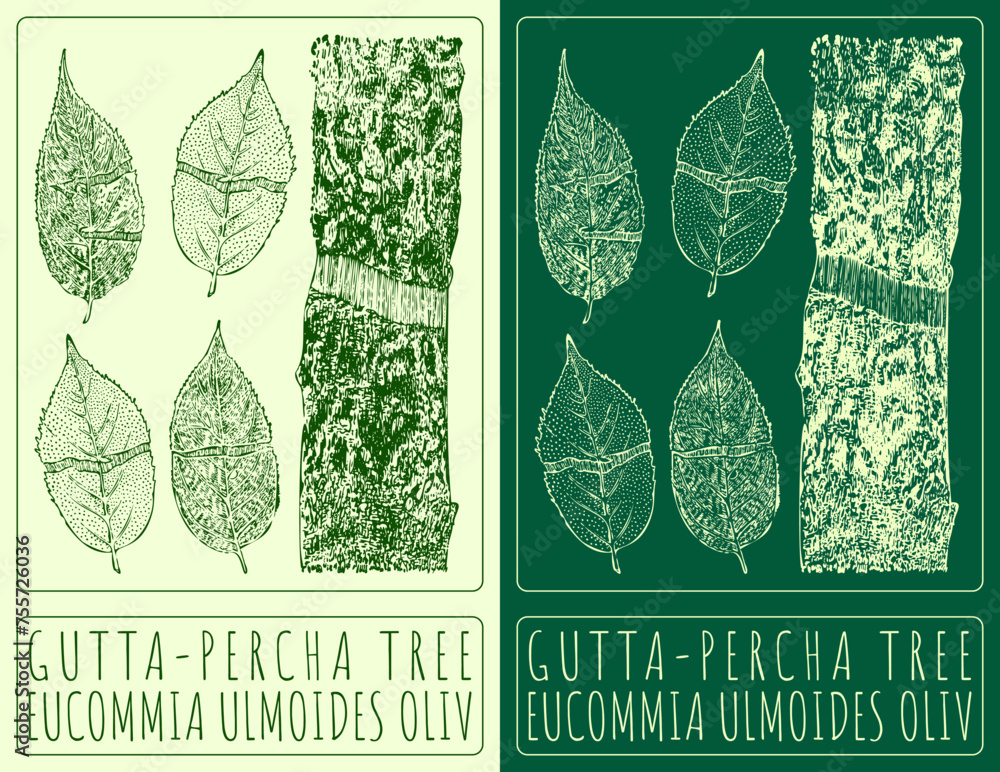Vector drawing GUTTA-PERCHA TREE. Hand drawn illustration. The Latin ...