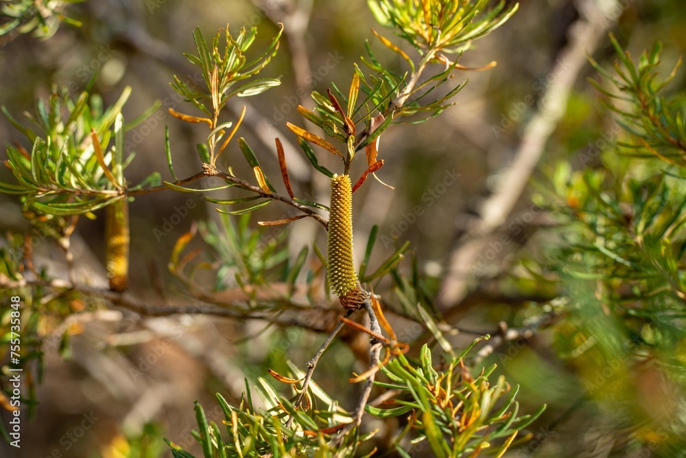 Trees and shrubs in the Australian bush forest. Gumtrees and native ...