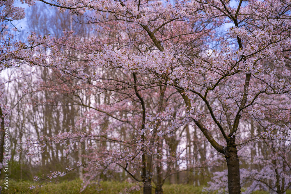 Foto de Pink japanese cherry blossom garden in Amsterdam in full bloom ...