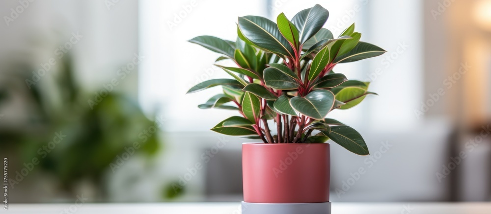 Ficus Elastica Ruby planted in a self-watering pot, desk decoration ...