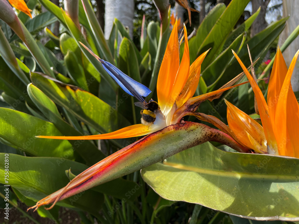 Exotic tropical Strelitzia reginae, commonly known as the crane flower ...
