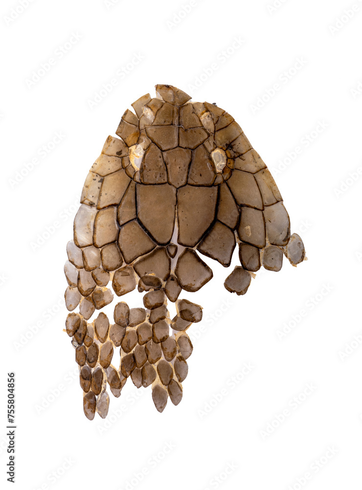 Example of skin scales on the head of a king cobra snake (Ophiophagus ...