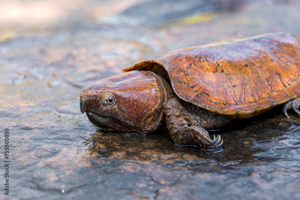 Rare and Critically endangered Poo-Loo Turtle or Big-headed turtle ...