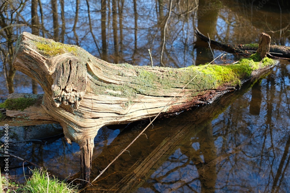 Sumpflandschaft im Wald mit Baumen uns Wasser Stock Photo | Adobe Stock