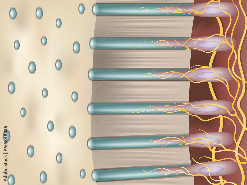 Dentin Or Dentine Is A Calcified Tissue Of The Body Dentinal Tubules