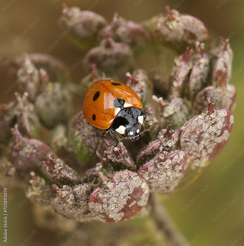 Ladybird beetle on a wildflower. Red British native insect on hogweed ...