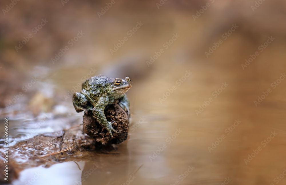 Portrait of common toad in puddle, abstract nature background. Large ...