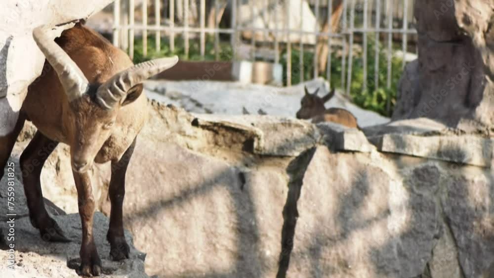 Stockvideo Capra is genus of mammals, goats, composed of up to nine ...