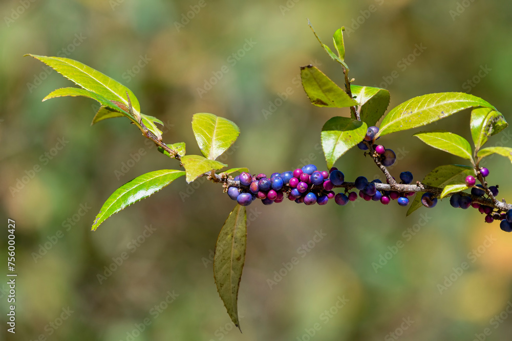Cleyera japonica plant growing in Thailand. Stock Photo | Adobe Stock