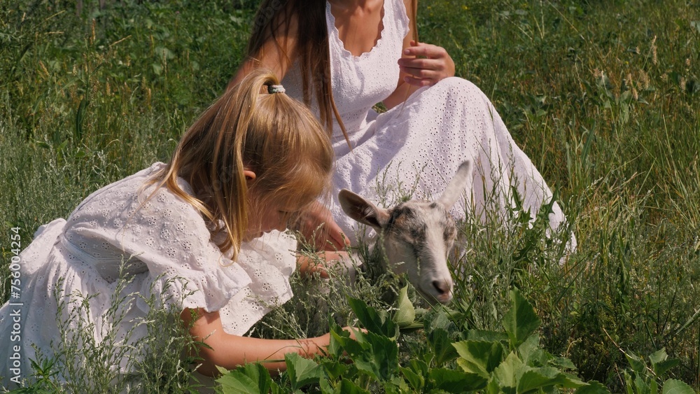 Family mother and daughter playing stroking cute little goat at sunny ...