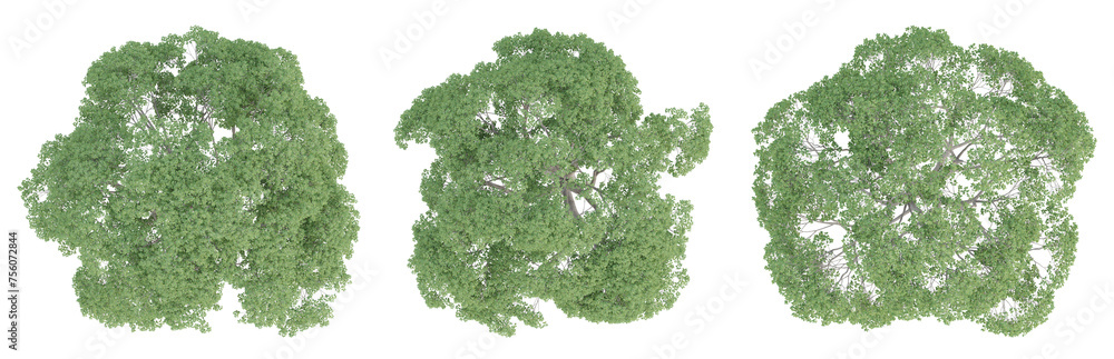 Cinnamomum camphora tree on top view isolated on transparent background ...