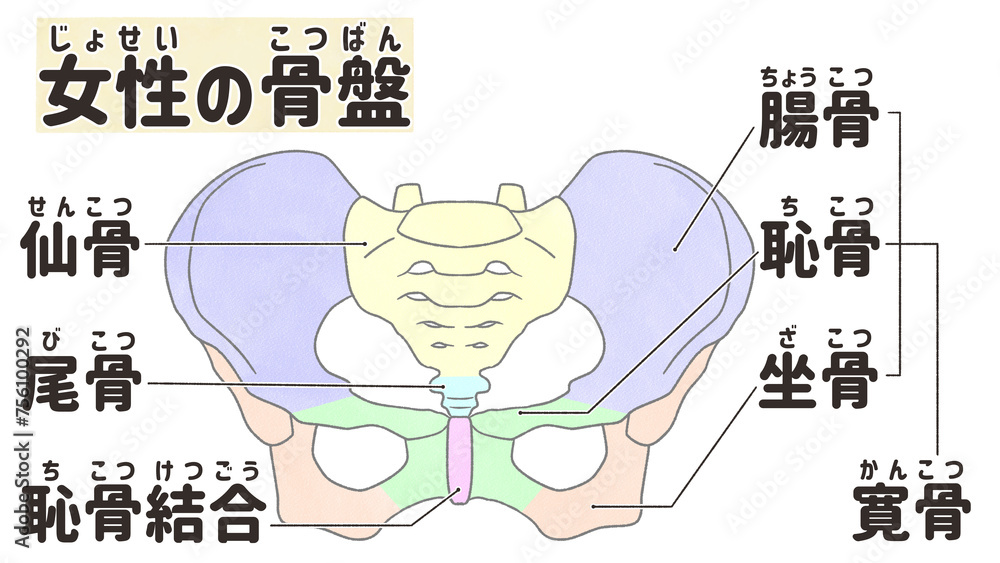 Anatomy of the female pelvis Labeled diagram Front view PNG Stock ...