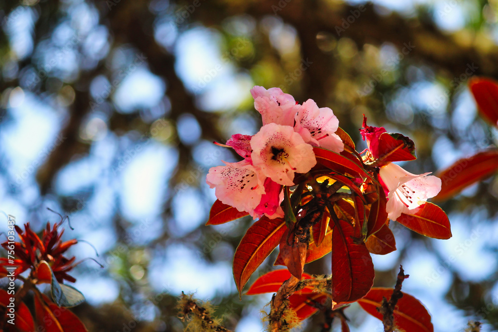 Pink Rhododendron or Guransh Laali flowers cover the lower hillsides of ...