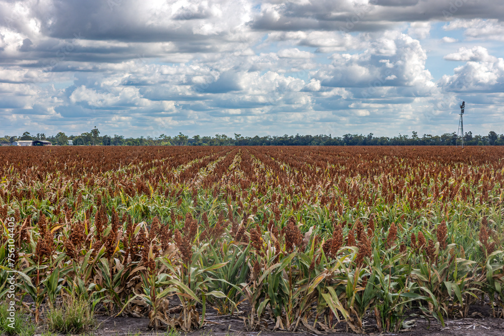 A field of sorghum, a grain crop used for food, fodder and biofuel, in ...
