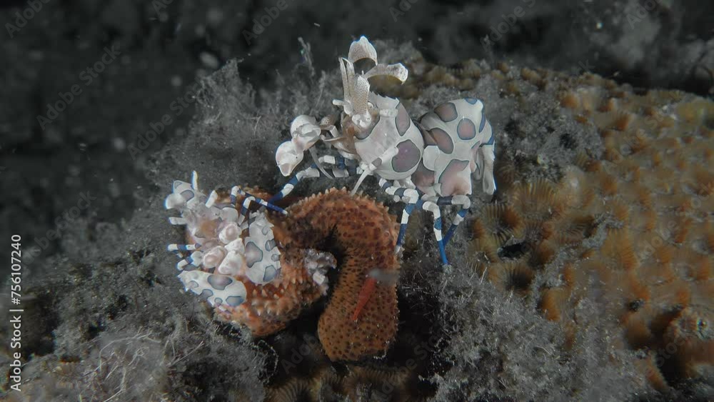 At night, two spotted shrimp drag a piece of starfish along the bottom ...