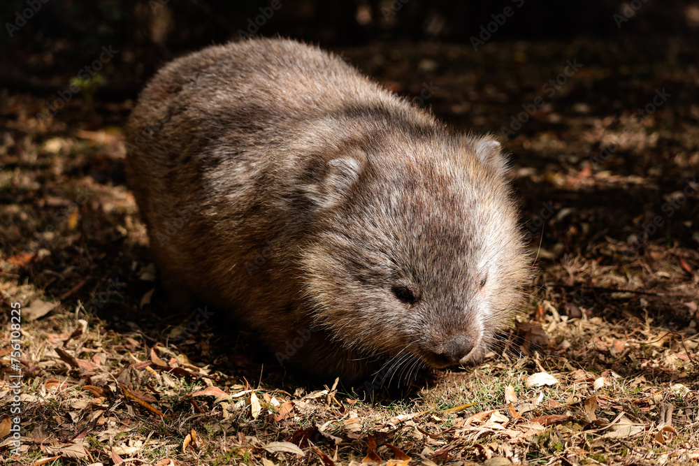 Cute portrait picture of an adult hairy nosed wombat in Maria Island ...