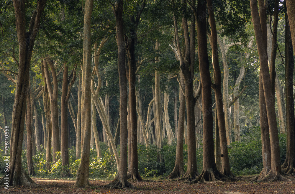 Massive tropical trees in the magical, fairy tale forest at the edge of ...
