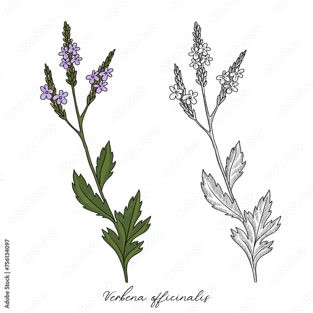 vector drawing verbena, Verbena officinalis, hand drawn illustration of ...