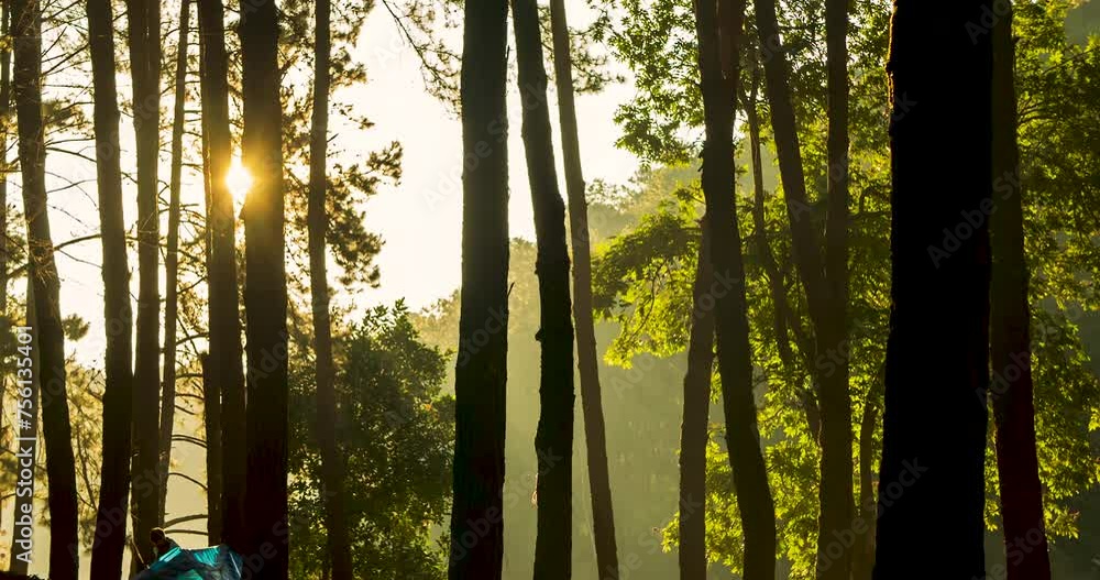 Golden sunshine sky tropical tree fields in sunny morning. Silhouette ...