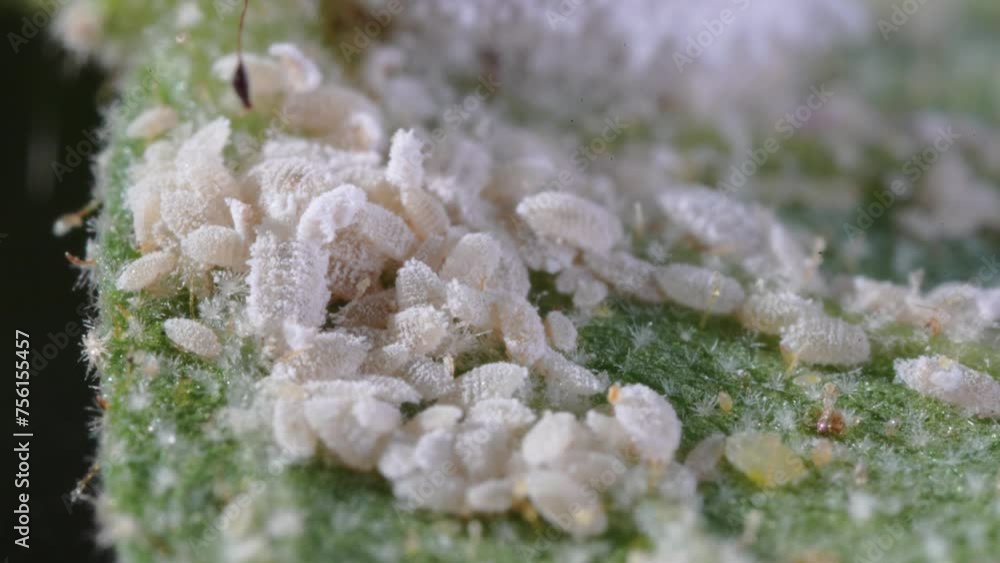Large Piles of Aphids and Mealybugs Infestation on Leaf Stock-Video ...