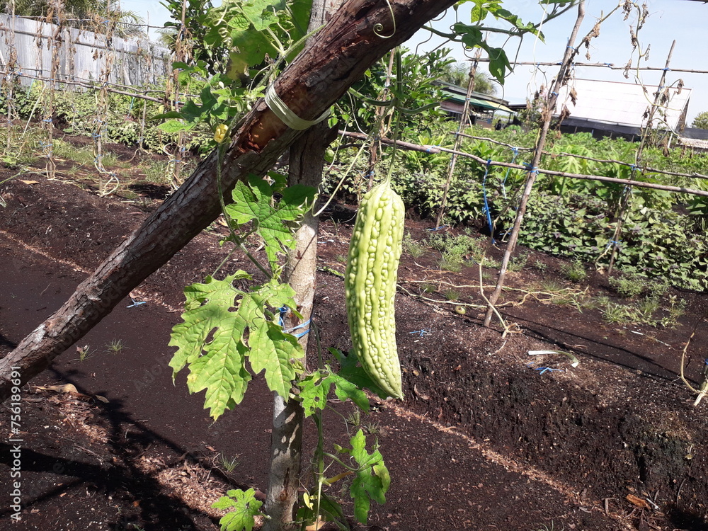 Lauki Long Gourd,Raw Green Organic Bottle Gourd vegetable hanging in ...