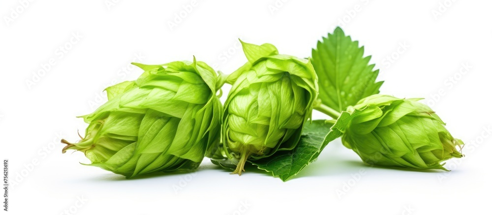 Fresh green hops with leaves, a plant used as an ingredient in food ...