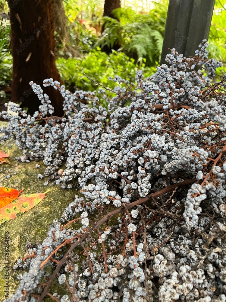 Chinese windmill palm, Trachycarpus fortunei, windmill palm or Chusan ...