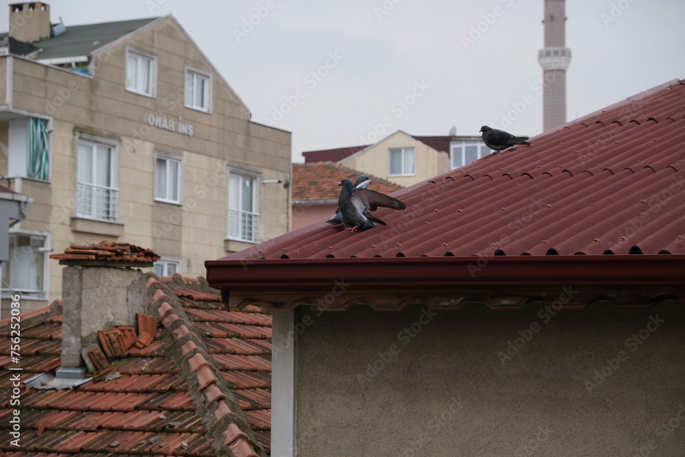 Battle of pigeons on a roof. Fight doves. Pigeons fight each other ...