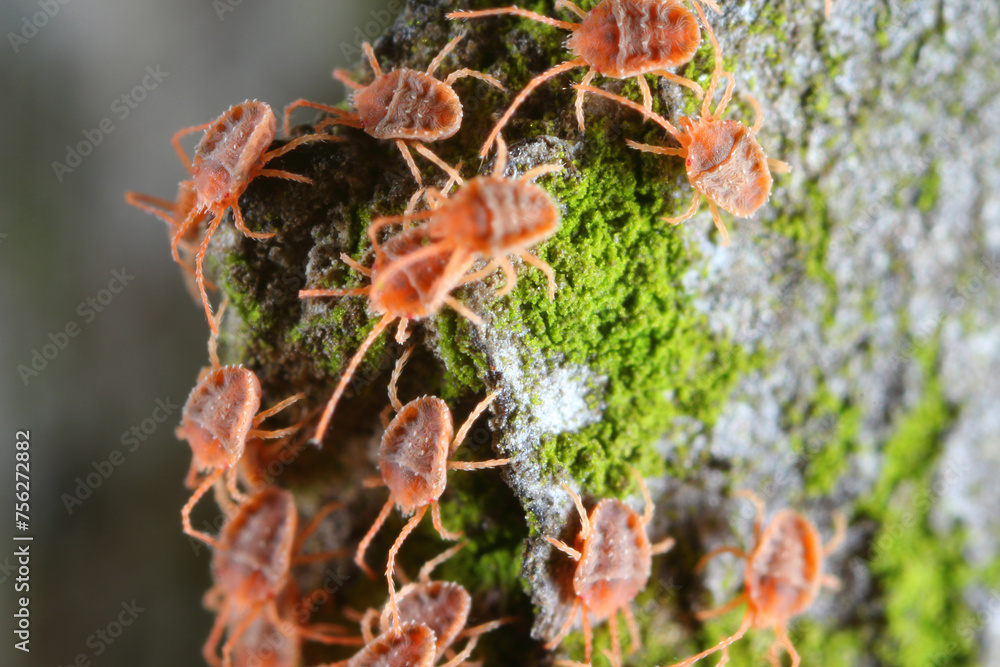 Mass group Mites of genus Bryobia in the spider mite family ...