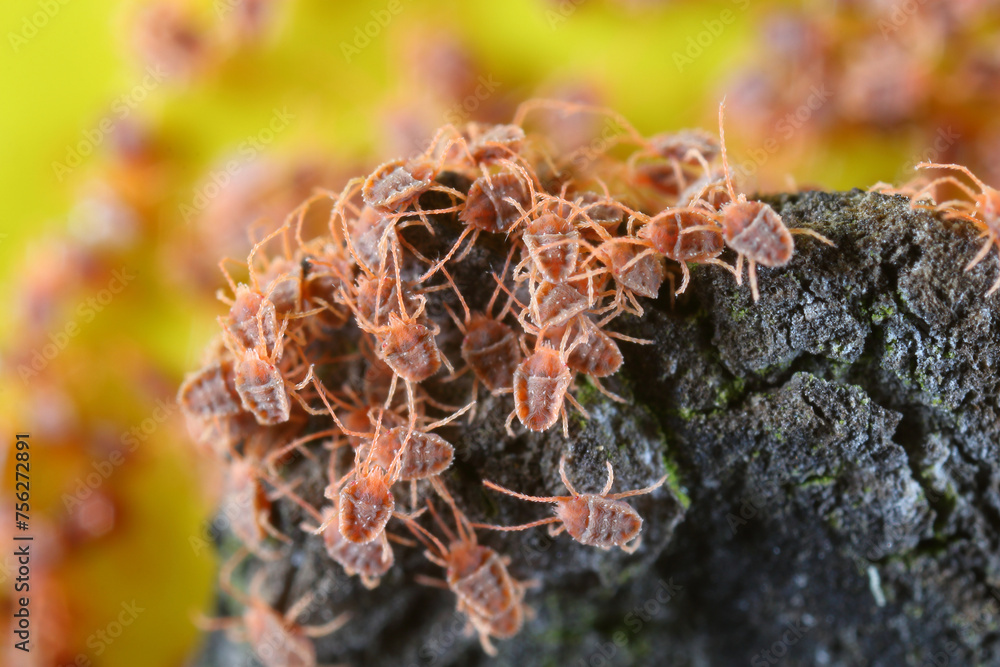 Mass group Mites of genus Bryobia in the spider mite family ...