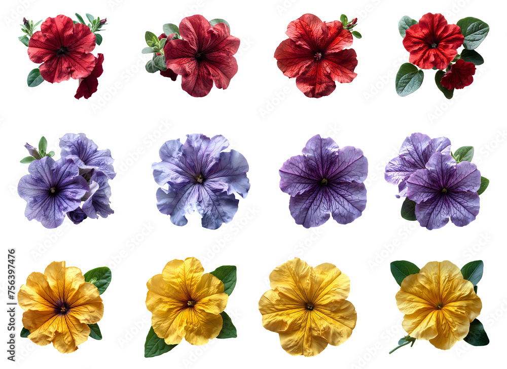Set of flowers PNG. Petunia flower set PNG. Red petunia flower top view ...