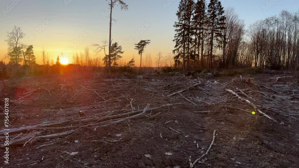 Deforestation and forest clearance. Illegal logging. Forest destruction ...