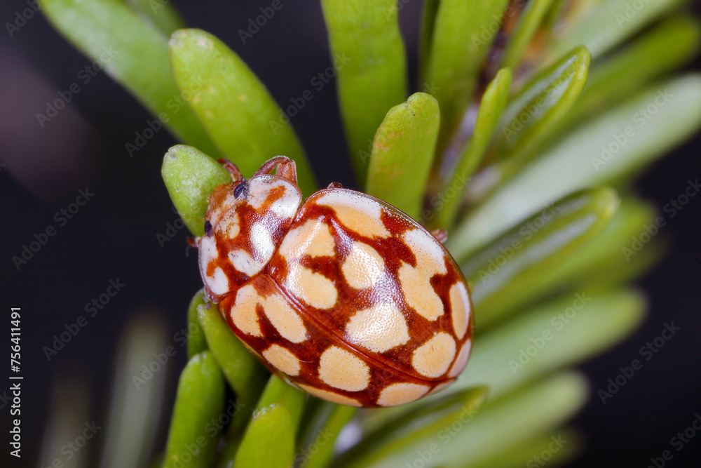 Foto de Ladybird Sospita vigintiguttata. A beautiful and not often seen ...
