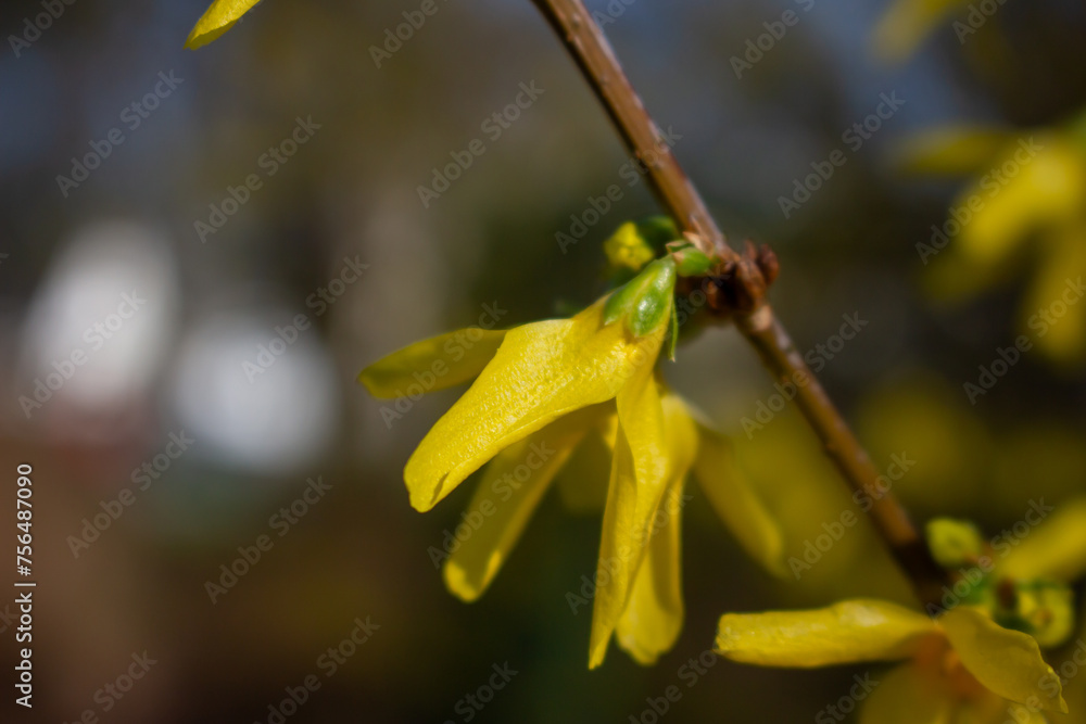 Korean spring flowers. Yellow blooming Forsythia flowers in spring ...
