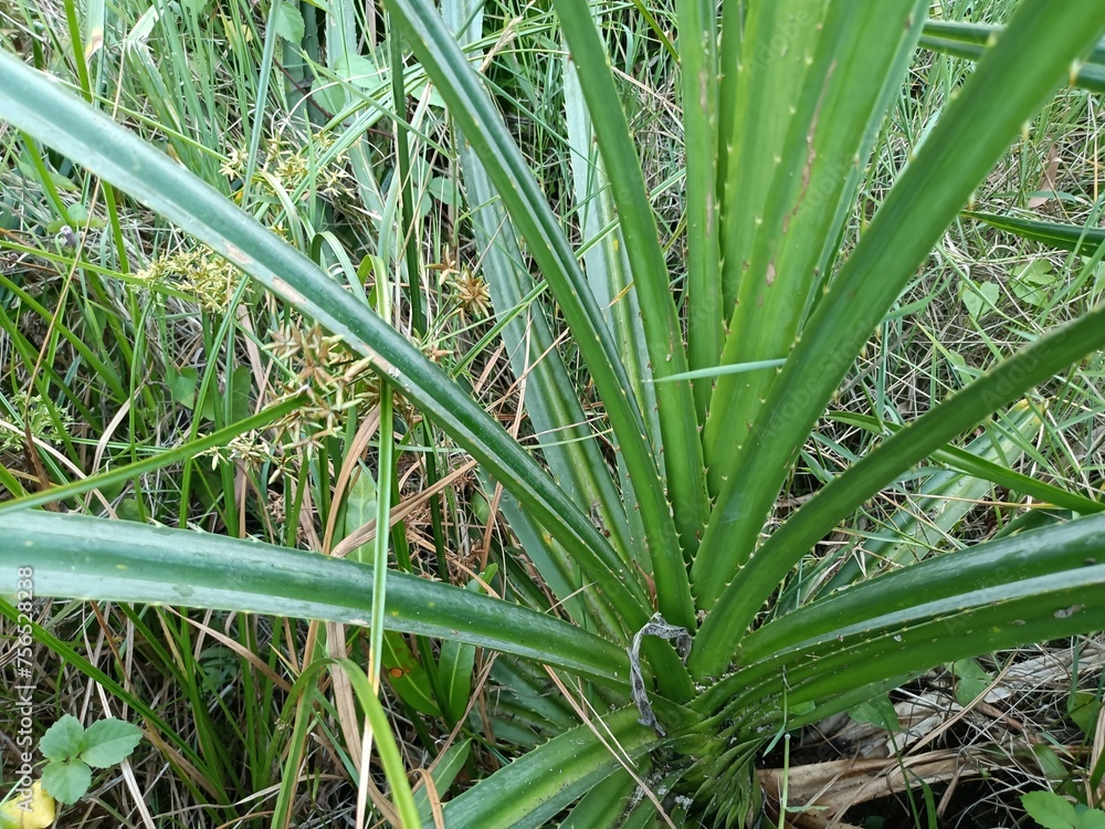 Kiekie is a densely branched, brittle, woody climber native to New ...