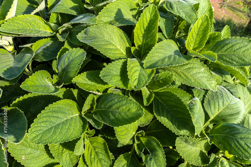 Selective focus of Boldo. Green plant named Boldo da Terra in Brazil ...