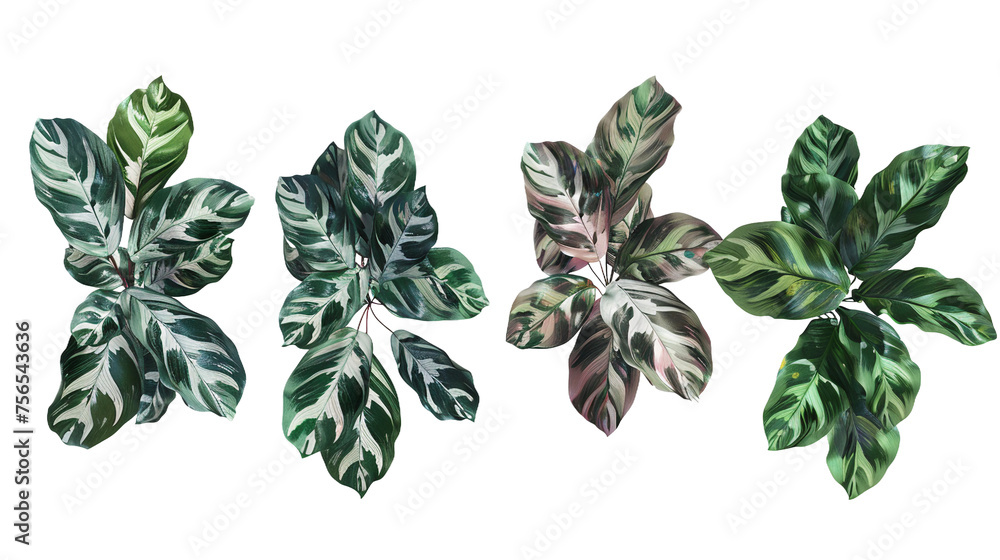 Calathea Leaves Set in 3D Digital Art, Top View Flat Lay Design ...