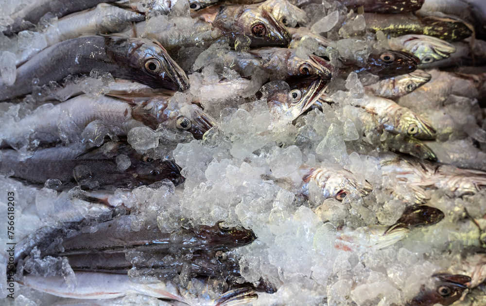 A bountiful display of fresh blue fish rich in omega 3 at the fish ...