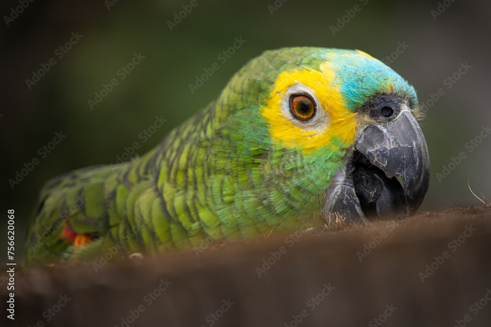 Amazona aestiva, commonly known as papagaio-verdadeiro, is a bird from ...