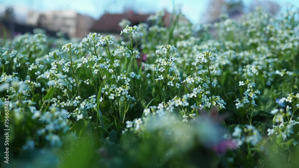 Vidéo Stock Flowers of shepherd's purse. Capsella bursa-pastoris known ...