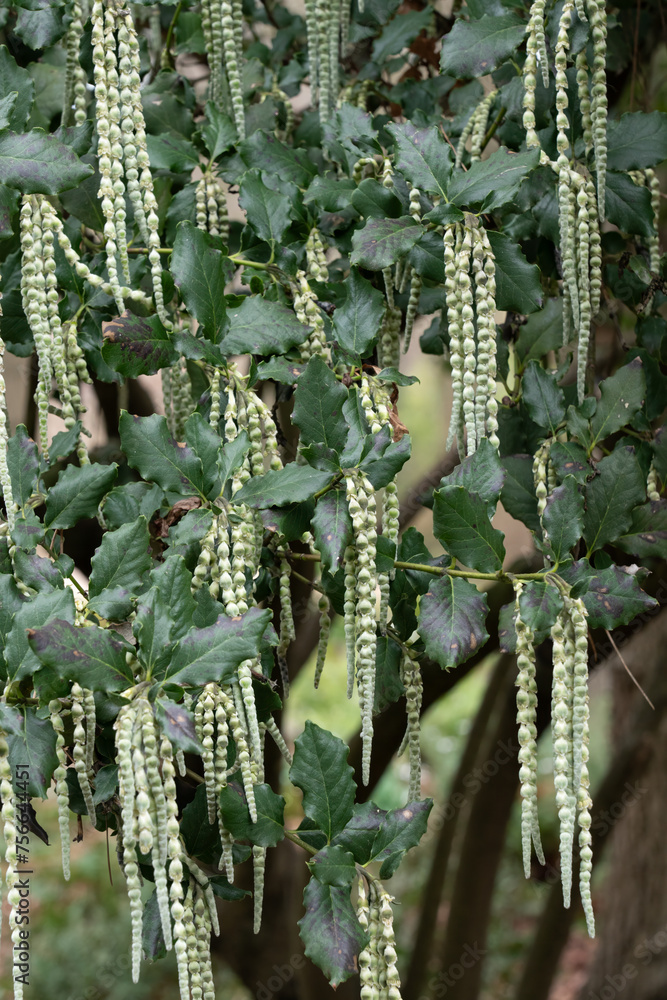 The silken tassels of this upright, evergreen shrub called James Roof ...