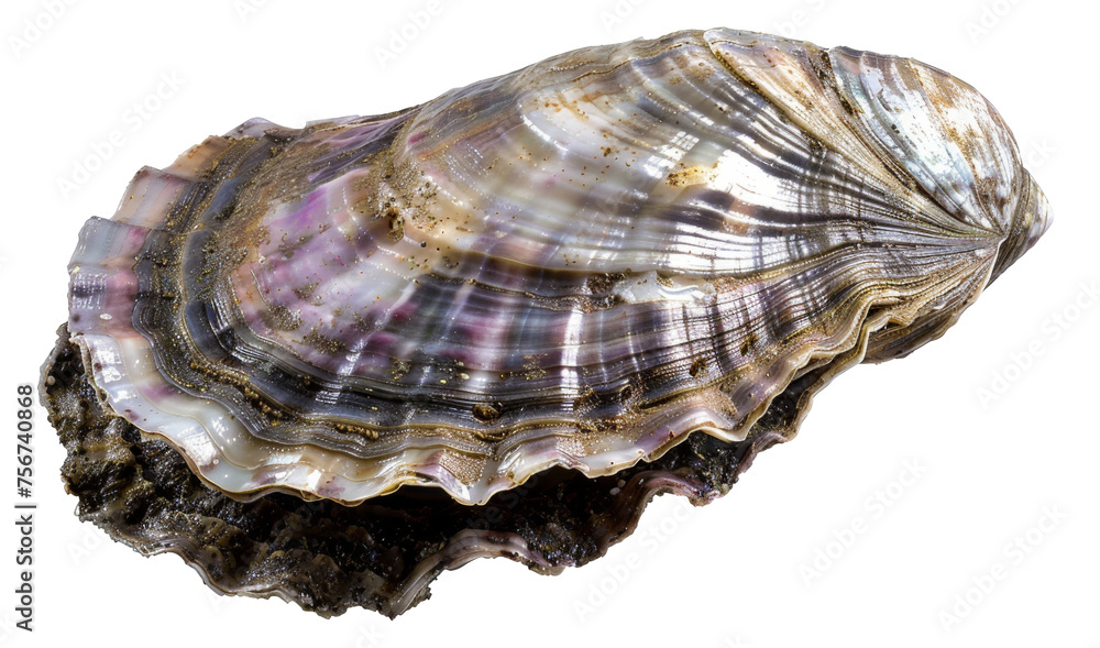 Variegated texture of a natural oyster shell on transparent background ...