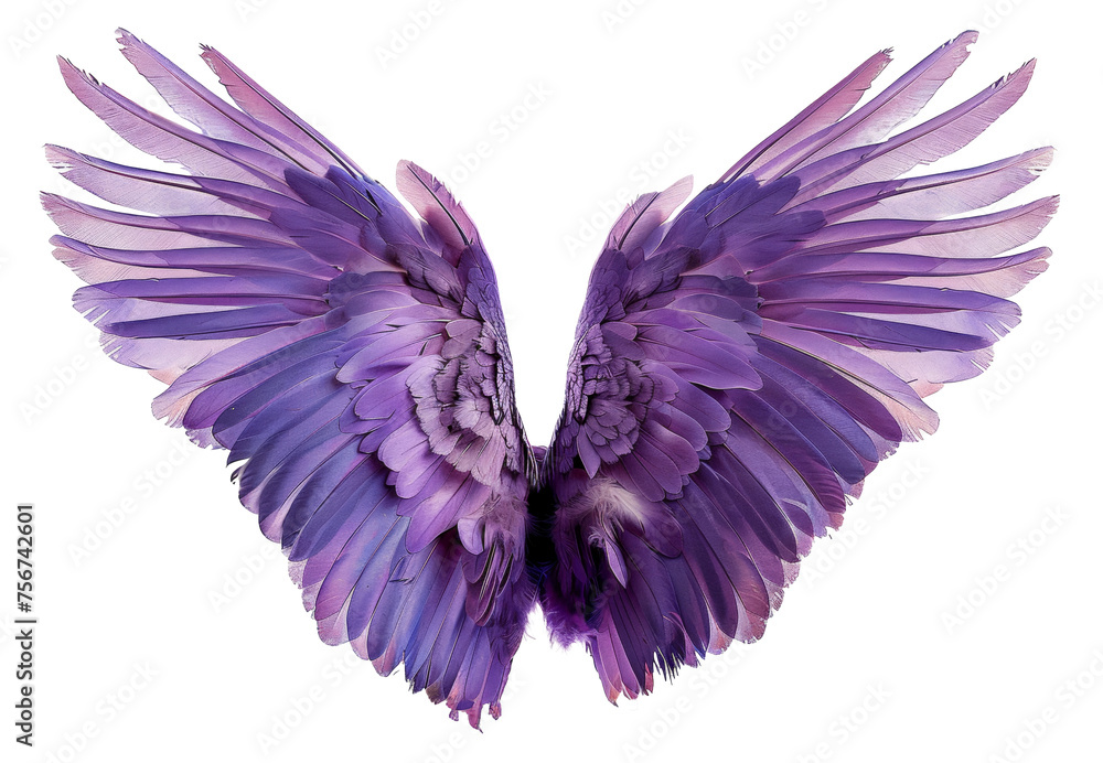 Graceful violet feathered wings spread in flight on transparent ...