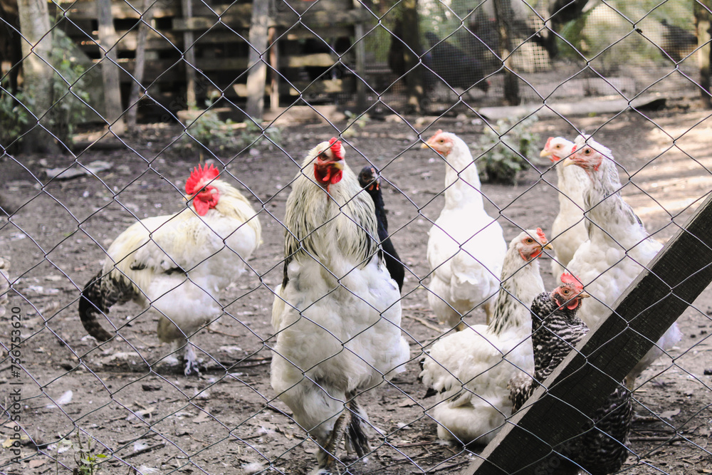 gallina, ave, gallina, animal, chacras, blanco, ave de corral, gallo ...