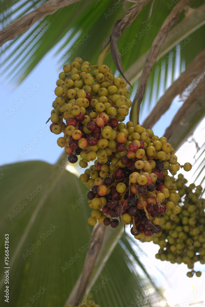 Uvas de playa,no muy comunes pero con el calos muy buenas! Stock Photo ...