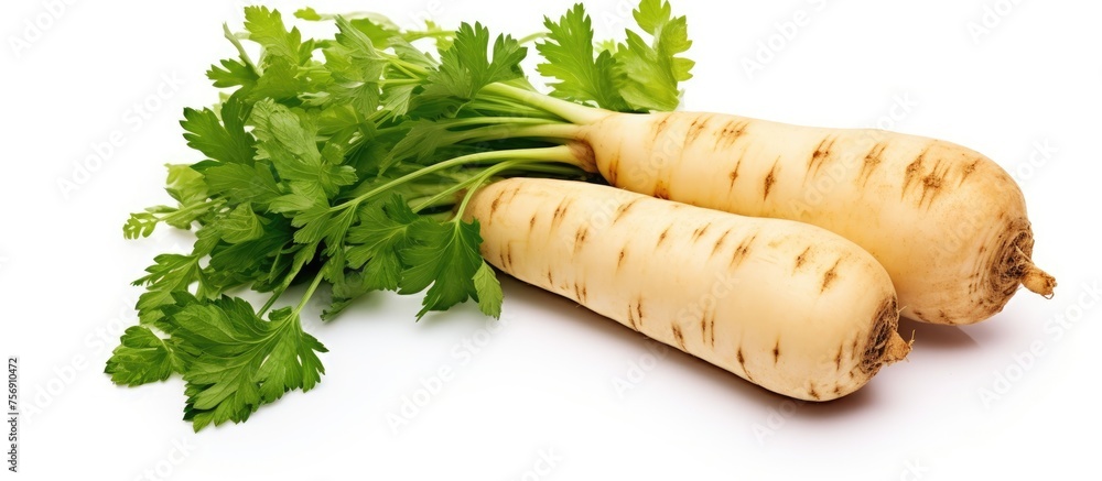 Two parsnip roots with green leaves, a staple food in vegan nutrition ...