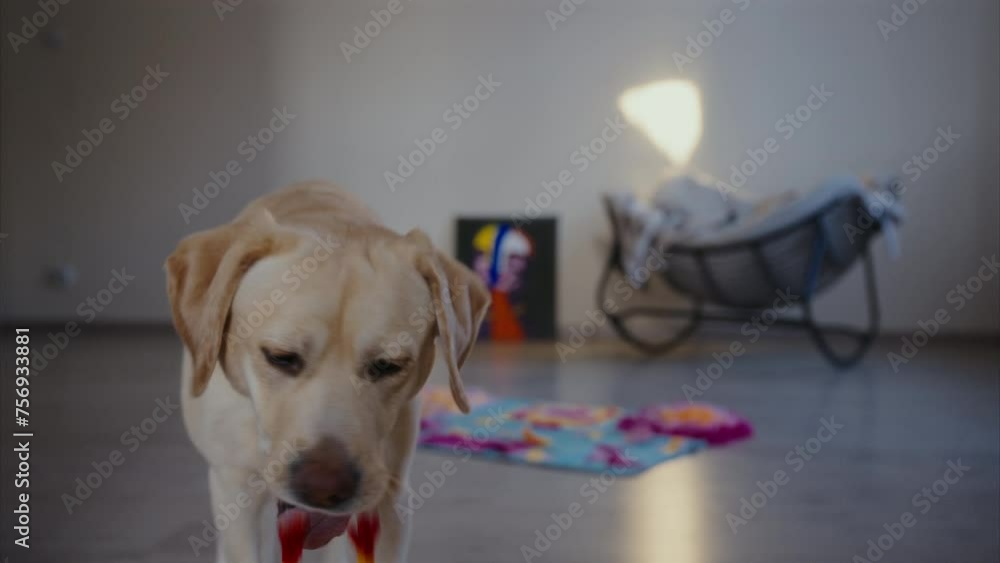 Labrador puppy picks up her toy then walks toward the camera, dropping ...