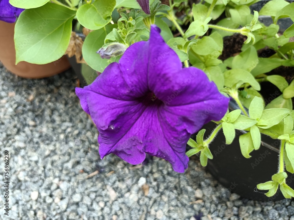 Foto de Ipomoea nil is a species of Ipomoea morning glory known by ...