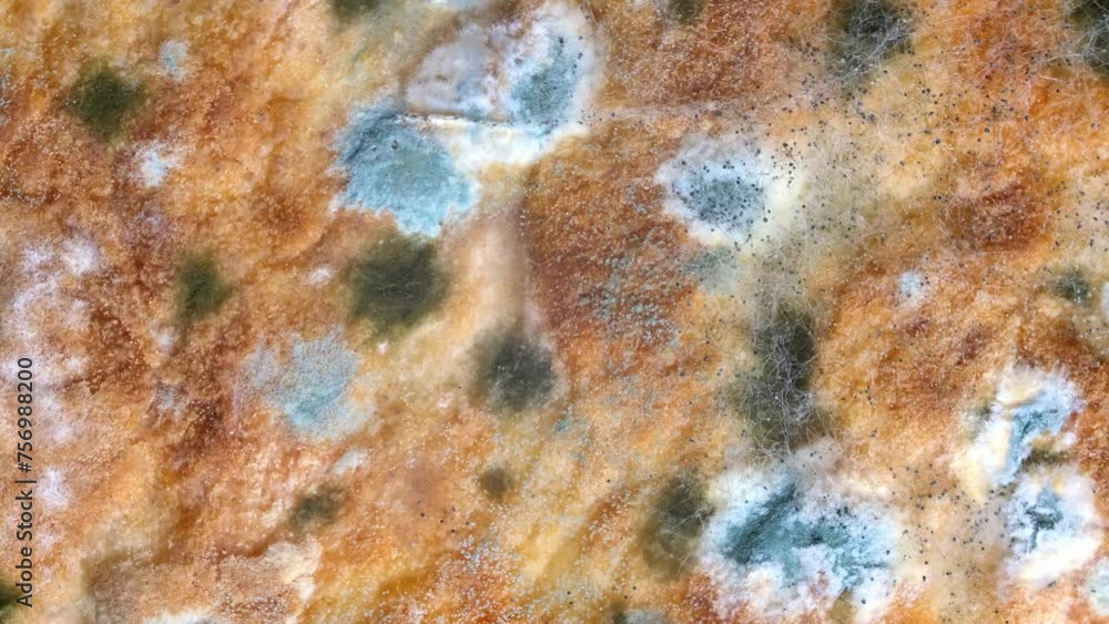 Mold on bread close-up macro. Mold on food. Fluffy mold spores as a ...
