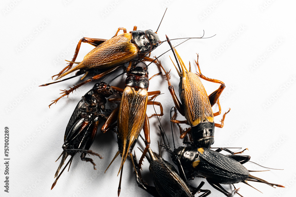 Study of the structure and characteristics of Gryllus bimaculatus in ...